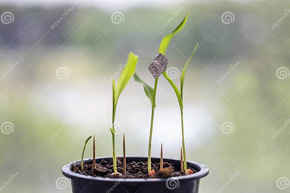 Germination Characteristics of Corn Plants. Stock Image - Image of ...