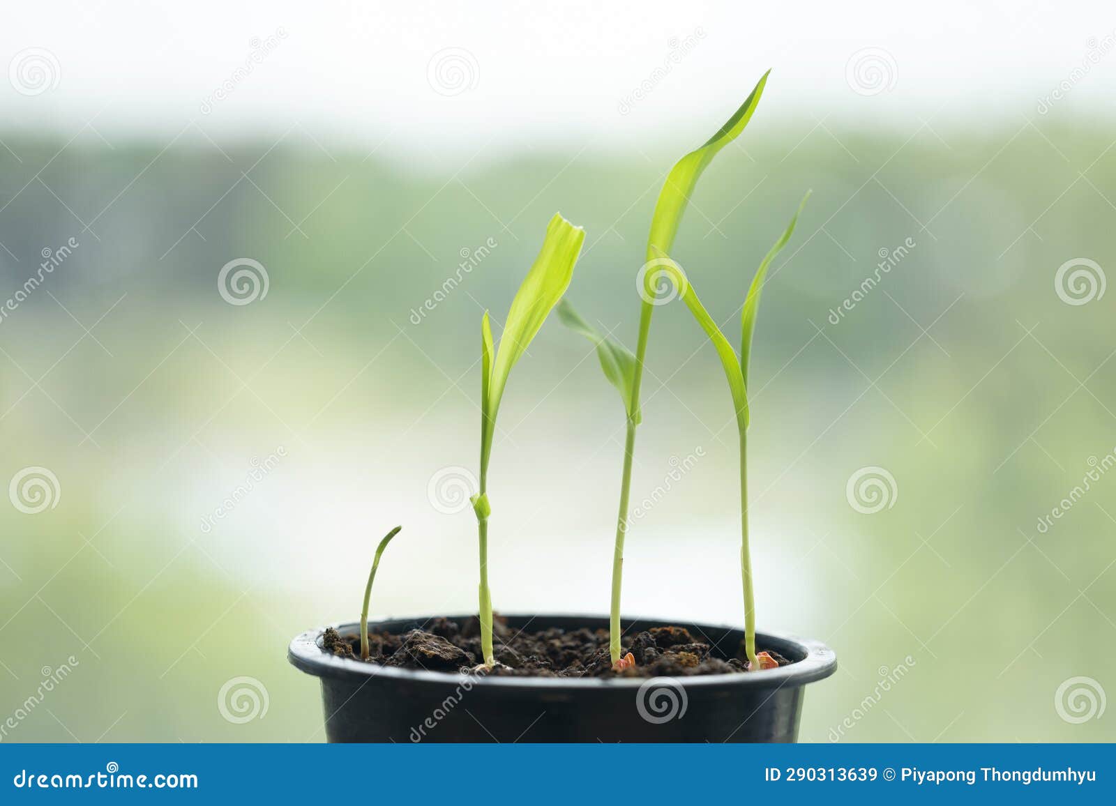 Germination Characteristics of Corn Plants. Stock Image - Image of ...