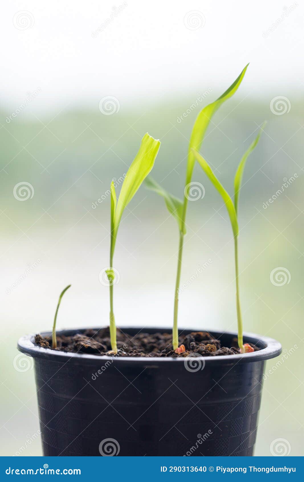 Germination Of Corn Grain On A White Background, Close-up. Corn Roots ...