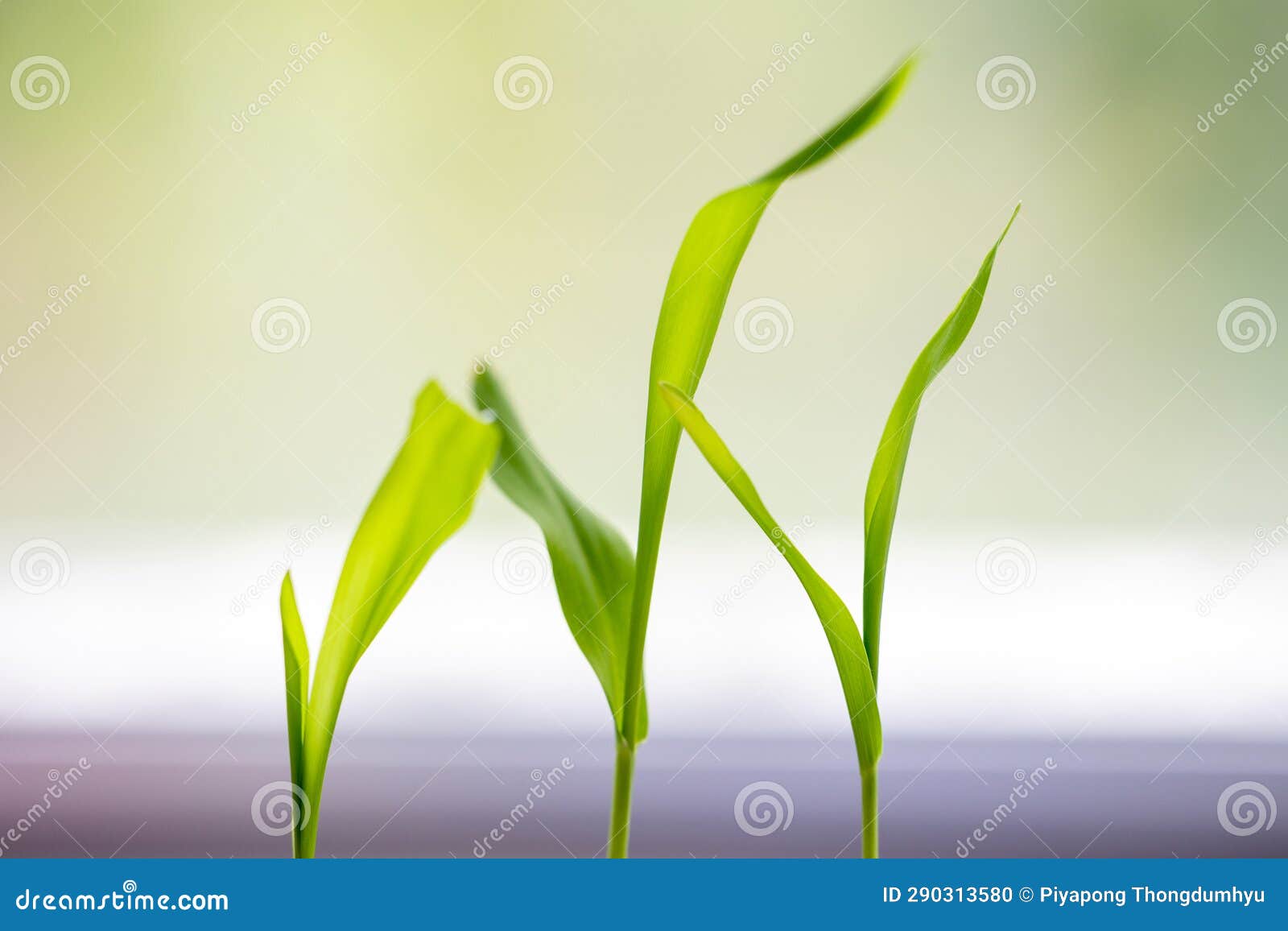 Germination Characteristics of Corn Plants. Stock Photo - Image of ...