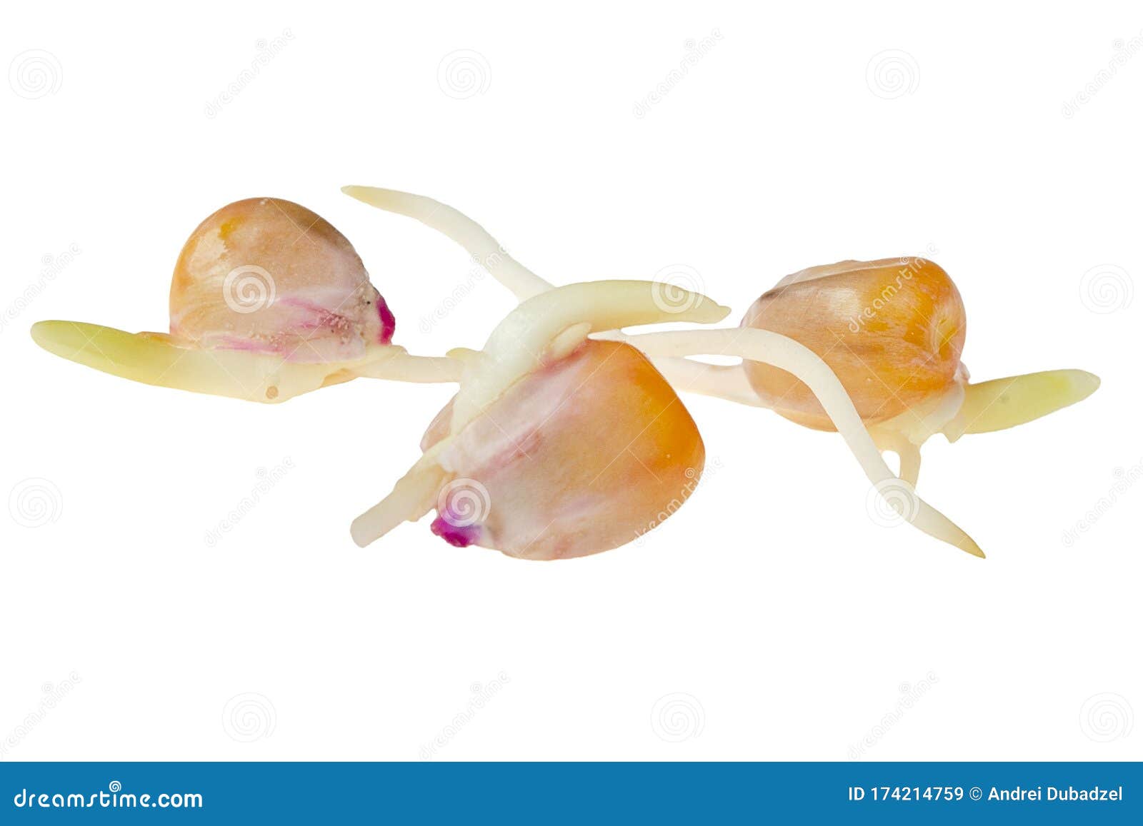 Germination Of Corn Grain On A White Background, Close-up. Set Of ...