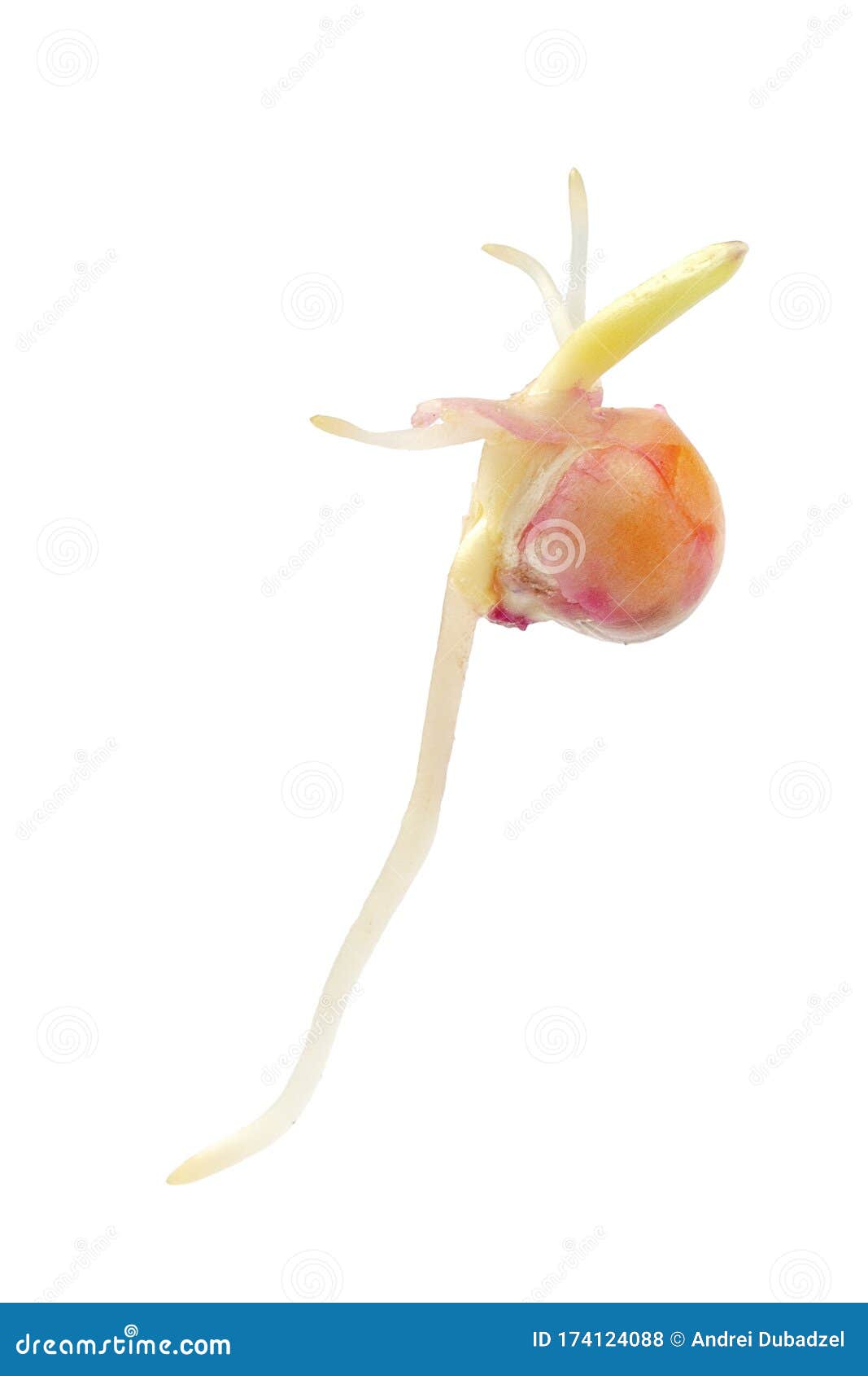 Corn Seed Germination Experiment