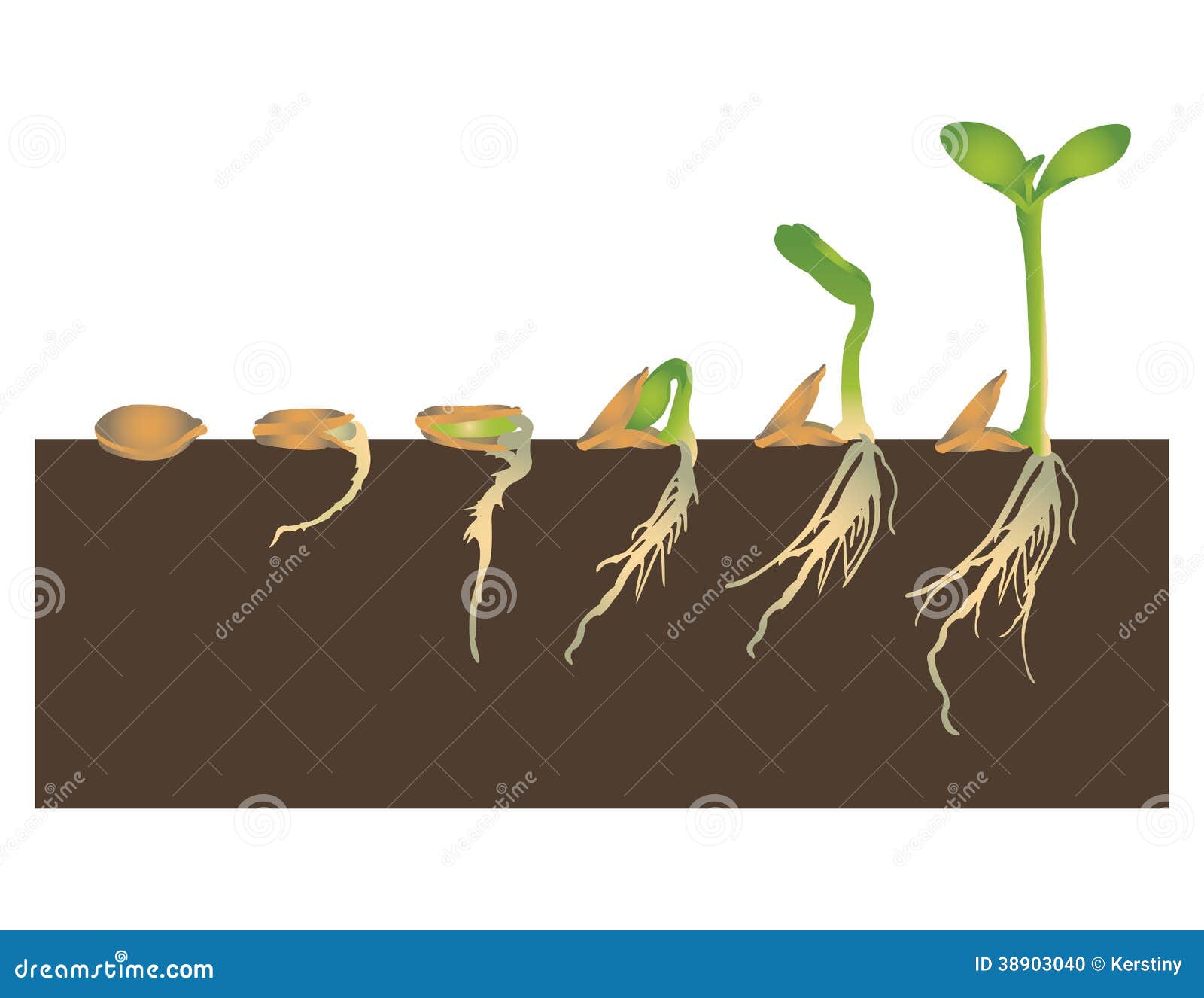 Germination de graine illustration stock. Illustration du ingrédients ...