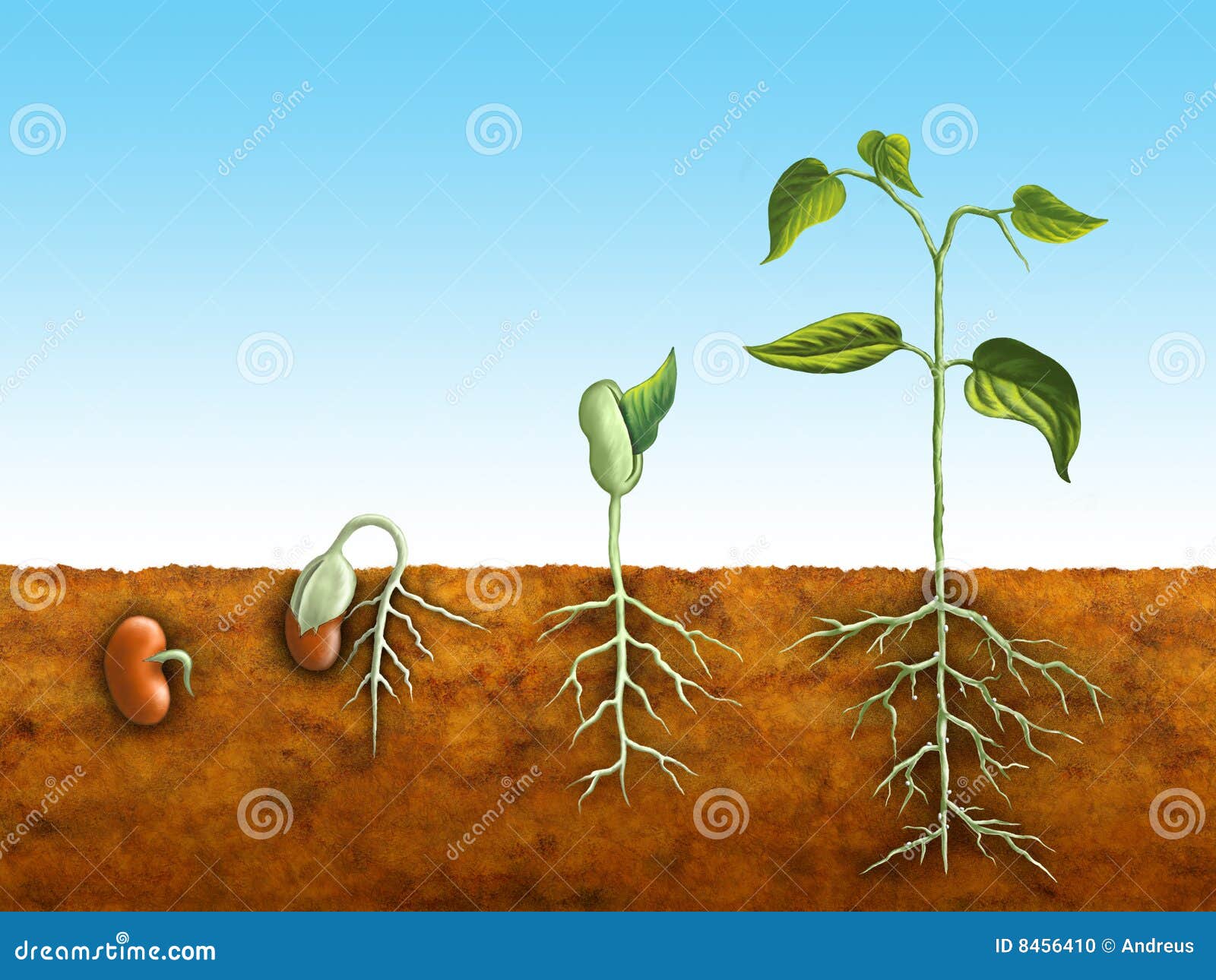 Germination De Graine Photo stock - Image: 8456410