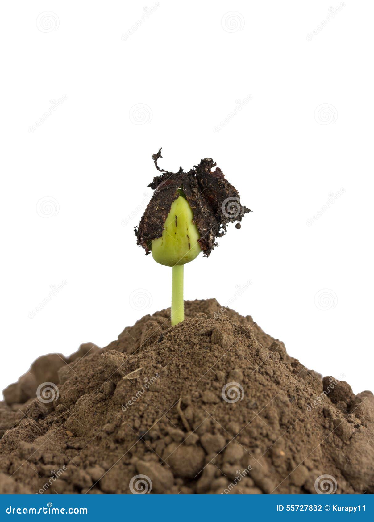 Germination De Graine De Haricot En Terre Photo stock - Image du ...