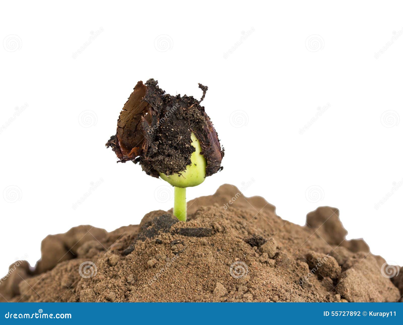 Germination De Graine De Haricot En Terre Photo stock - Image du normal ...