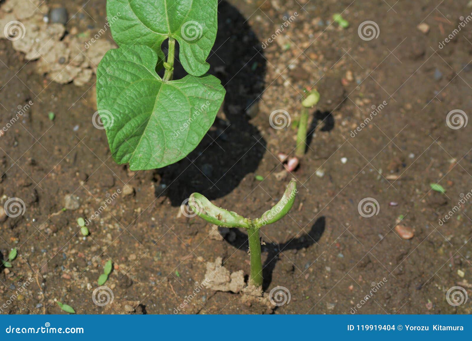Germination De Haricots Nains Photo stock - Image du fermer, nature ...