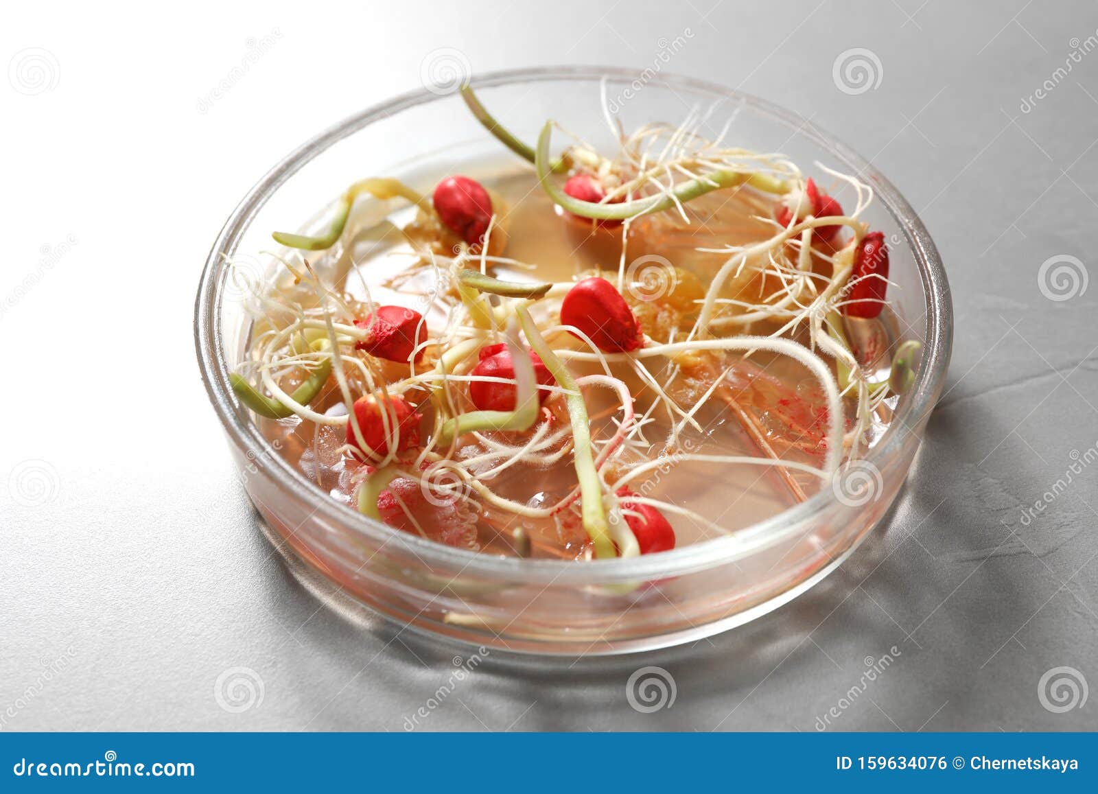 Germination and Energy Analysis of Corn Seeds in Petri Dish on Table ...