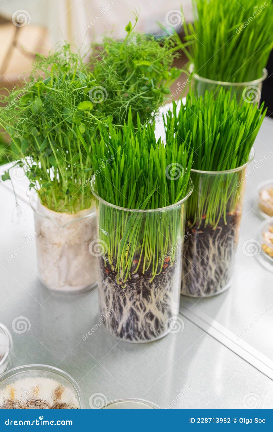 Germination and Energy Analysis of Plants on Table in Laboratory Stock ...