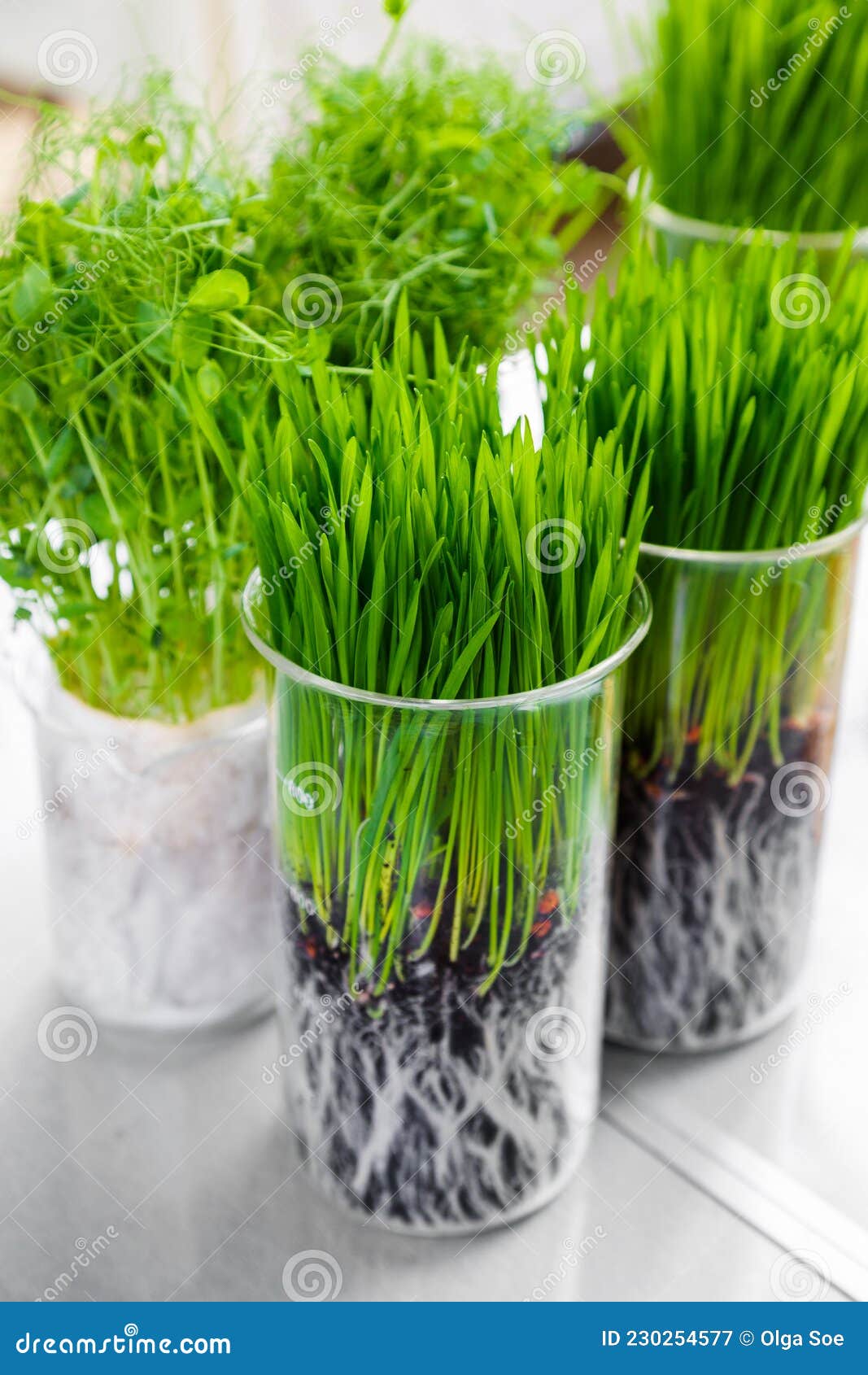 Germination and Energy Analysis of Plants on Table in Laboratory Stock ...