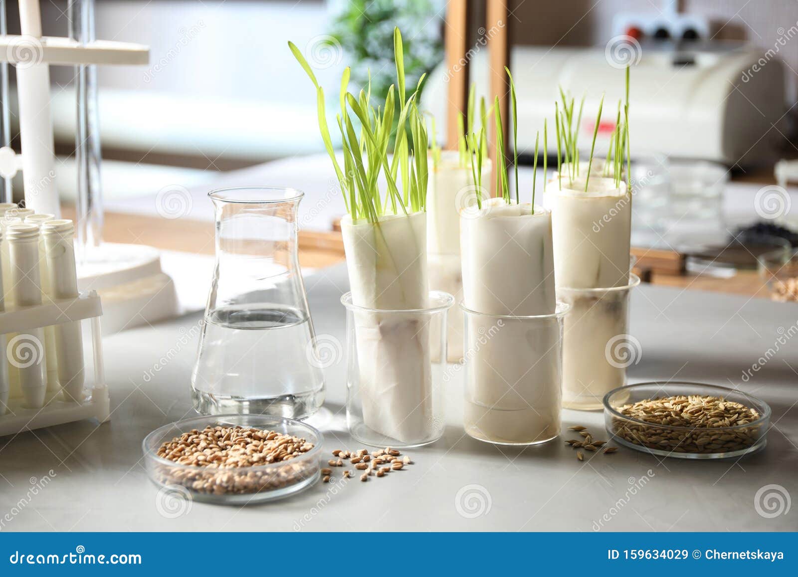 Germination And Energy Analysis Of Plants In Laboratory. Paper Towel ...