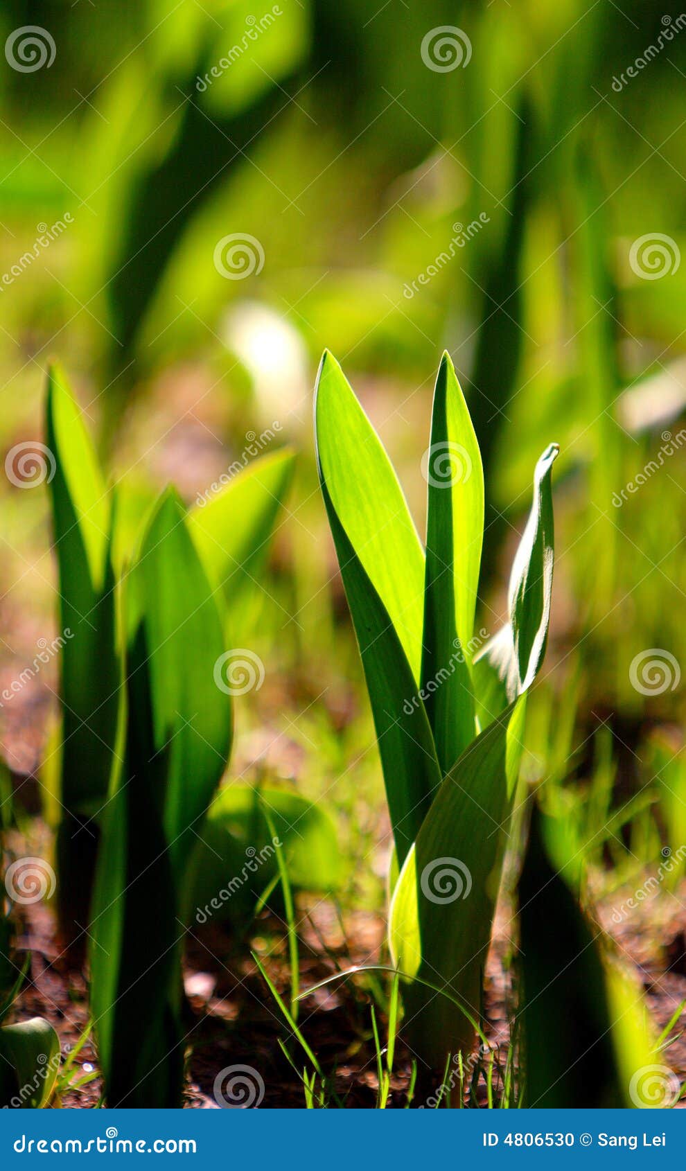 Germination flowers stock photo. Image of sunlight, spring - 4806530
