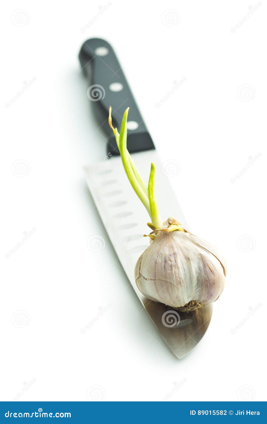 The germination garlic. stock photo. Image of health - 89015582