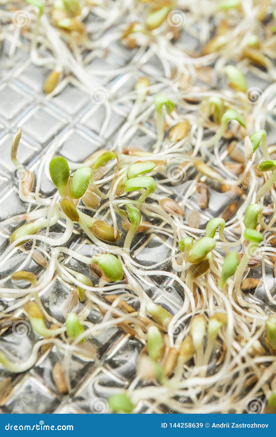 Germination of Genetically Modified Plants in an Isolated Laboratory ...