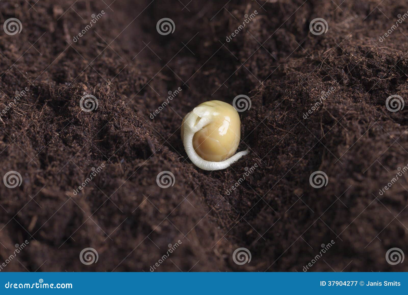 Germination. stock image. Image of agriculture, nature - 37904277