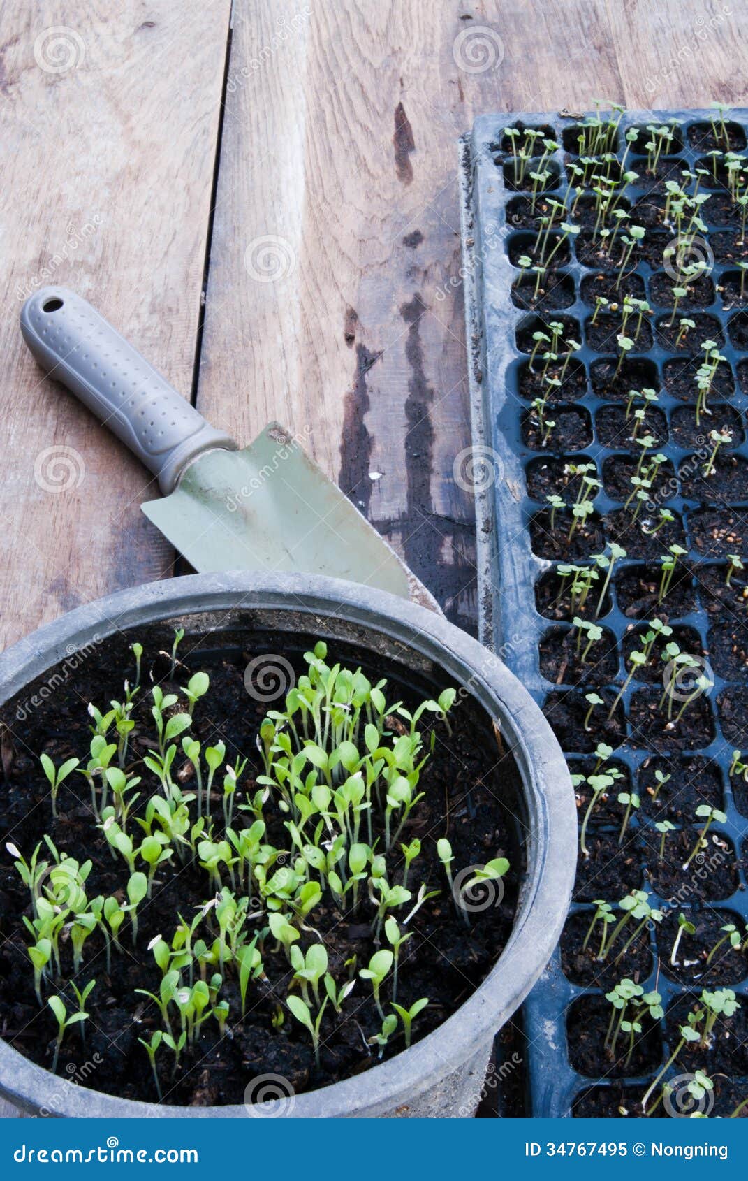 Germination Germination Tray Stock Image - Image of crop, gardening ...