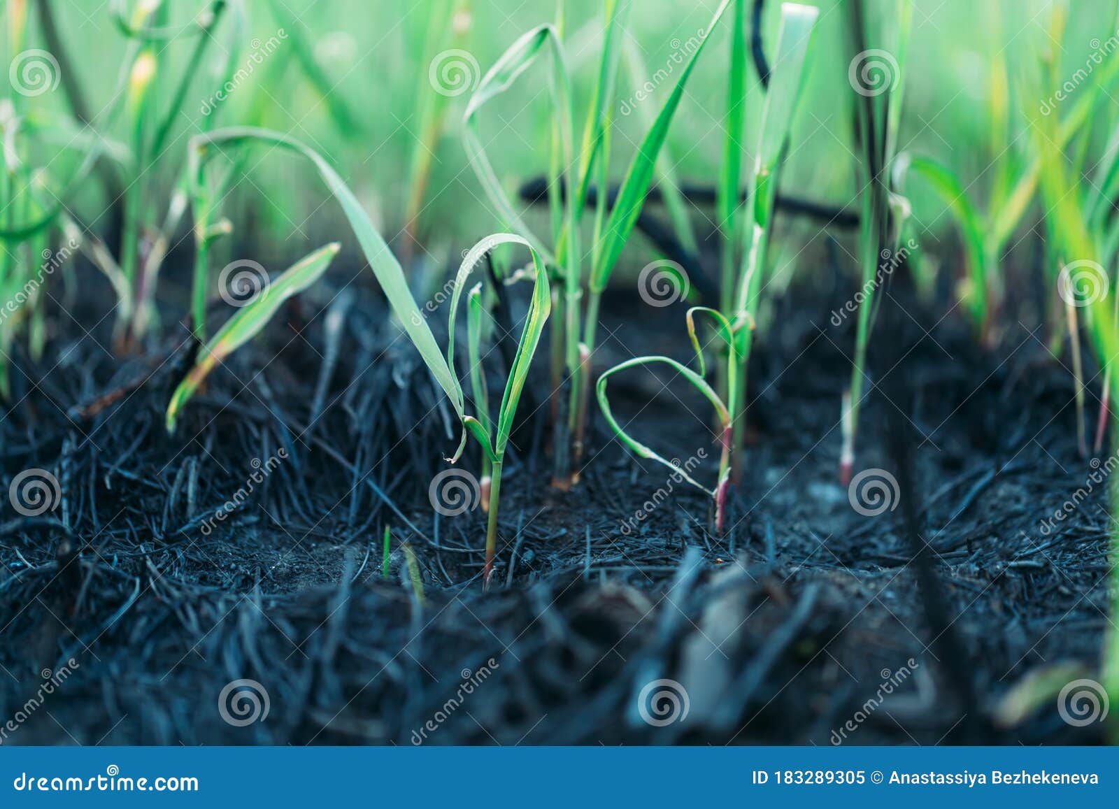 Germination of Grass after a Fire, Restoration of Nature, Natural ...