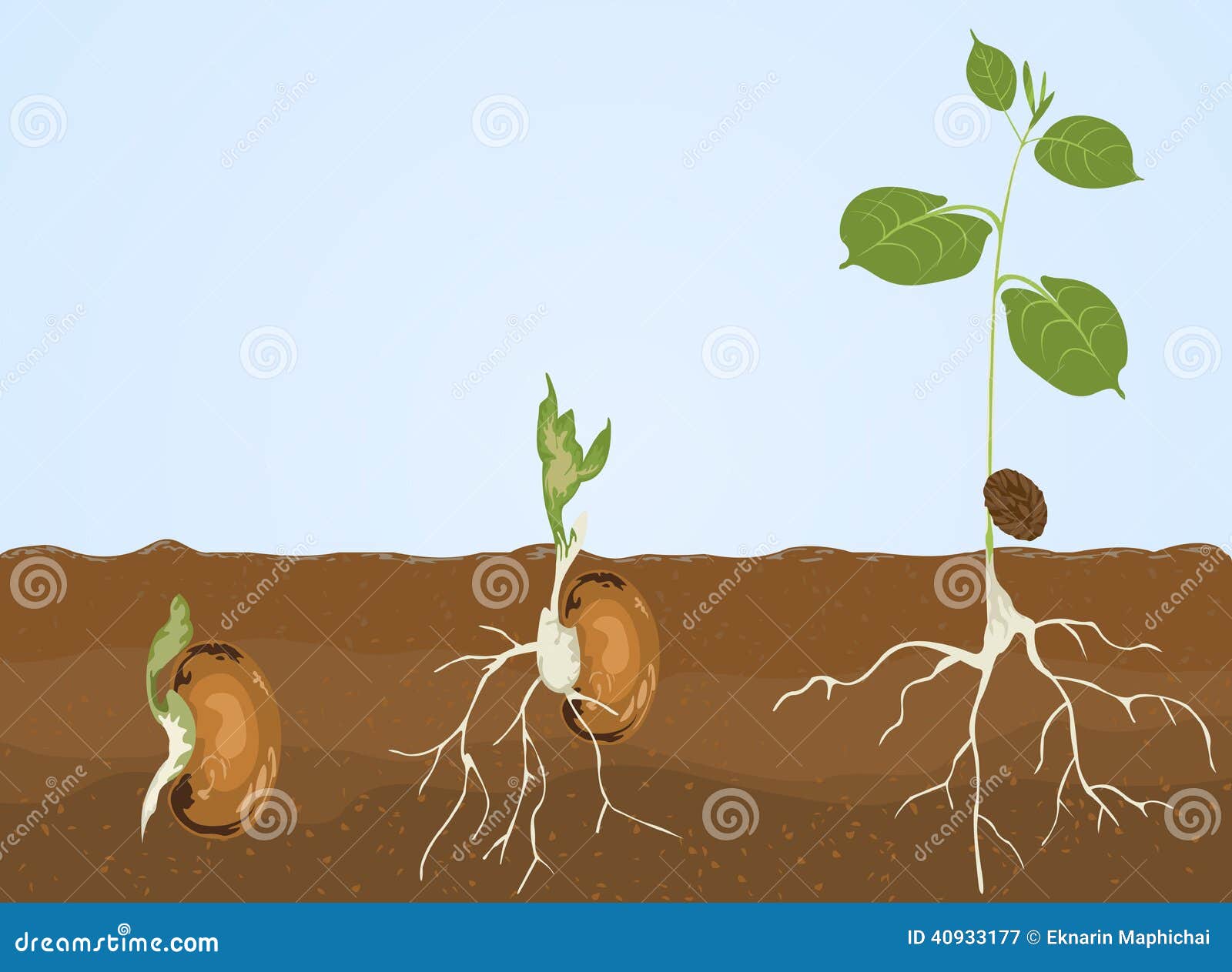 Germination Of Seed. Education Info Graphic. Vector Illustration ...