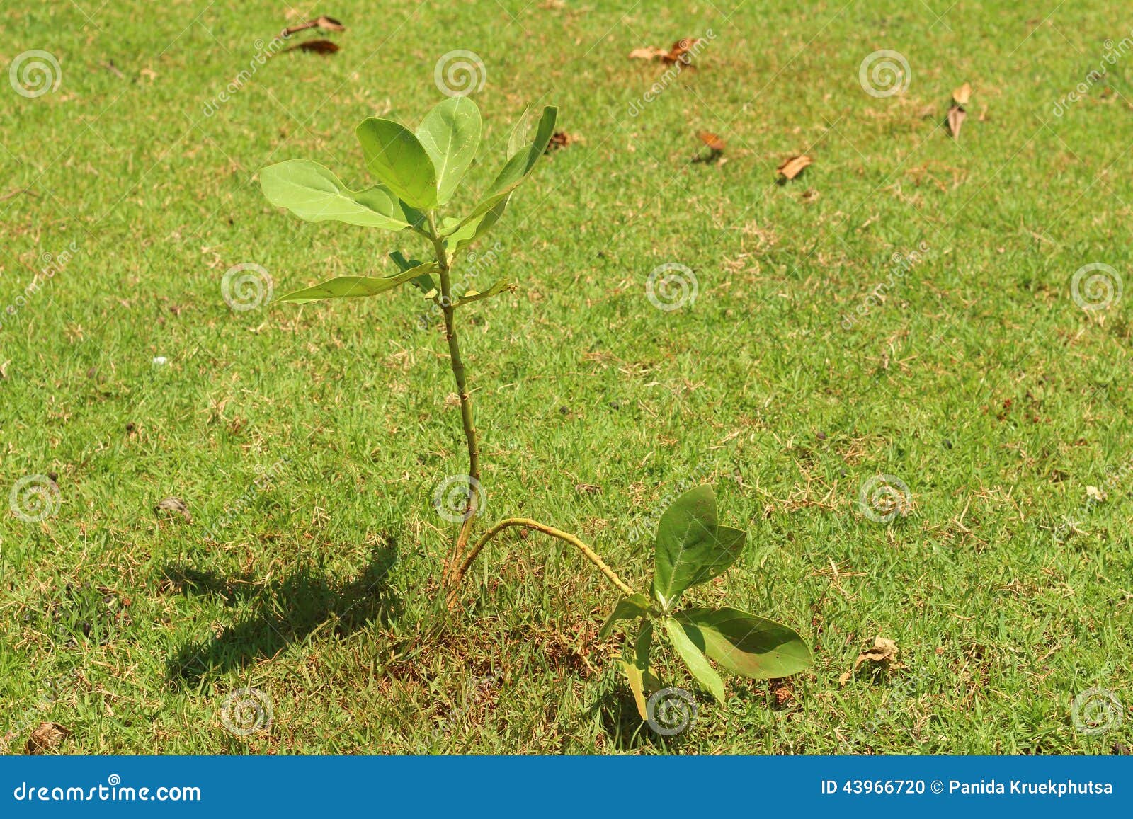 Germination is the New Life of Green Seedlings. Stock Photo - Image of ...