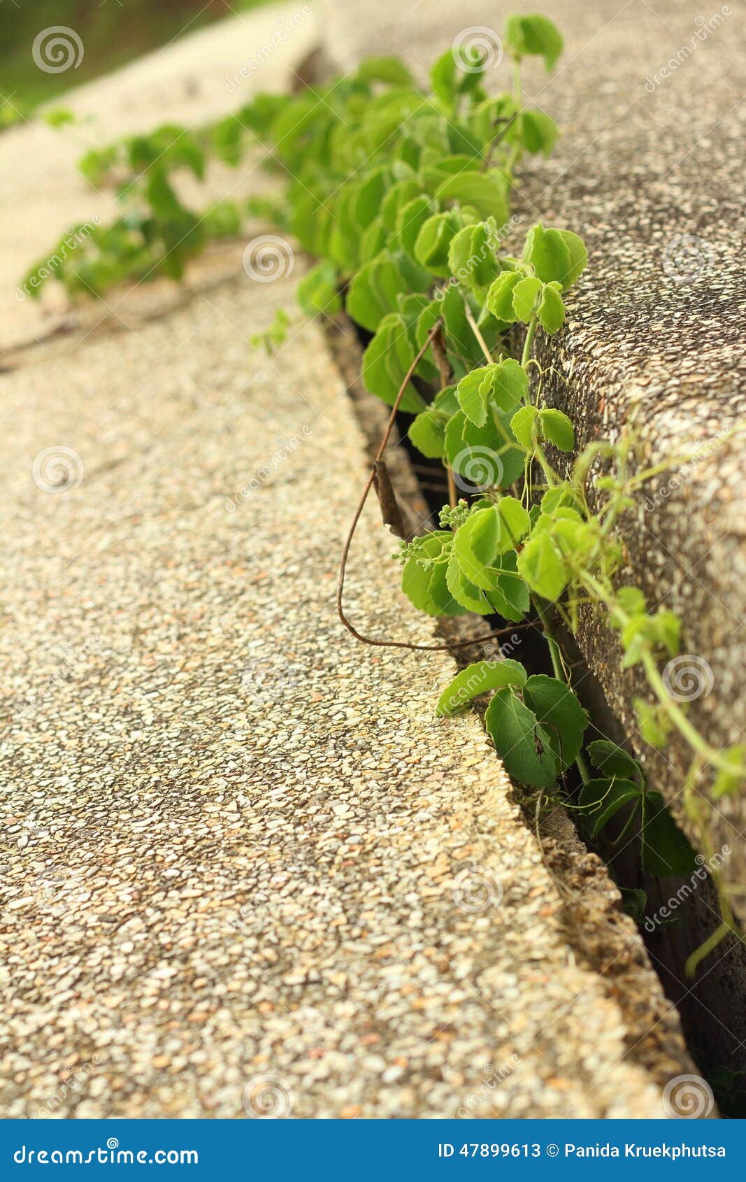 Germination is the New Life of Green Seedlings. Stock Image - Image of ...