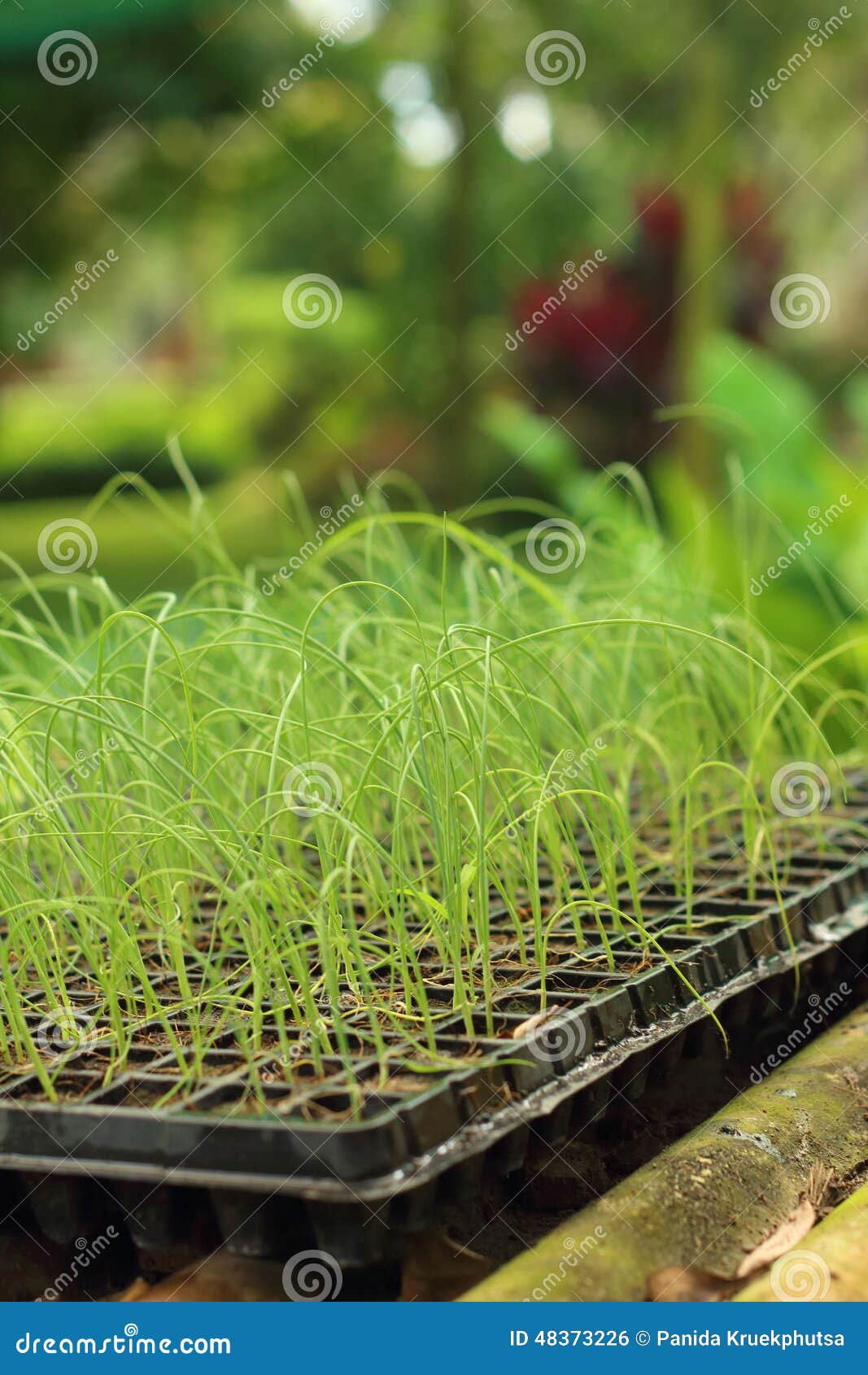 Germination is the New Life of Green Seedlings. Stock Photo - Image of ...