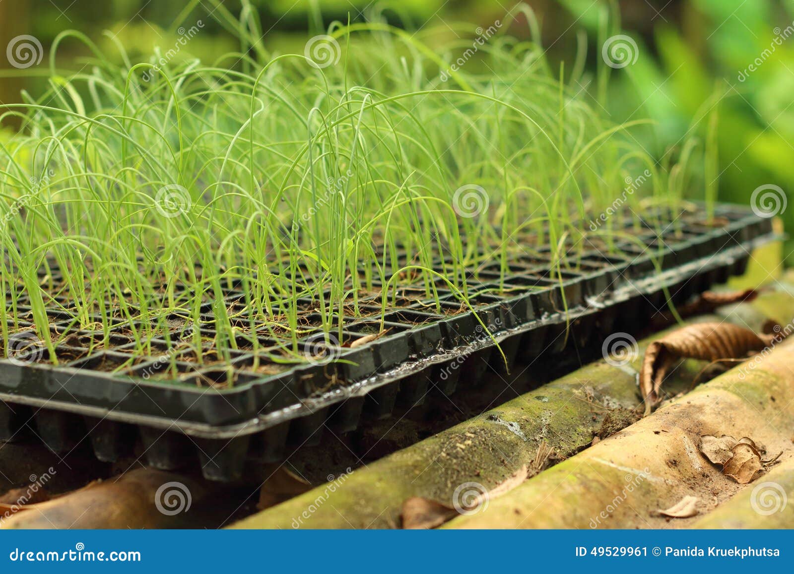 Germination is the New Life of Green Seedlings. Stock Image - Image of ...