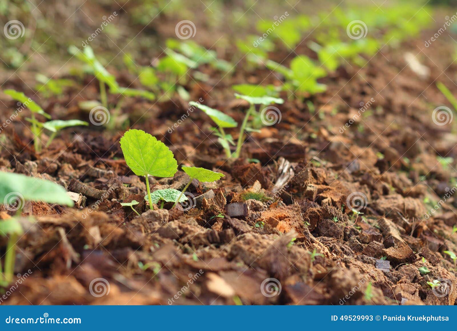 Germination is the New Life of Green Seedlings. Stock Image - Image of ...