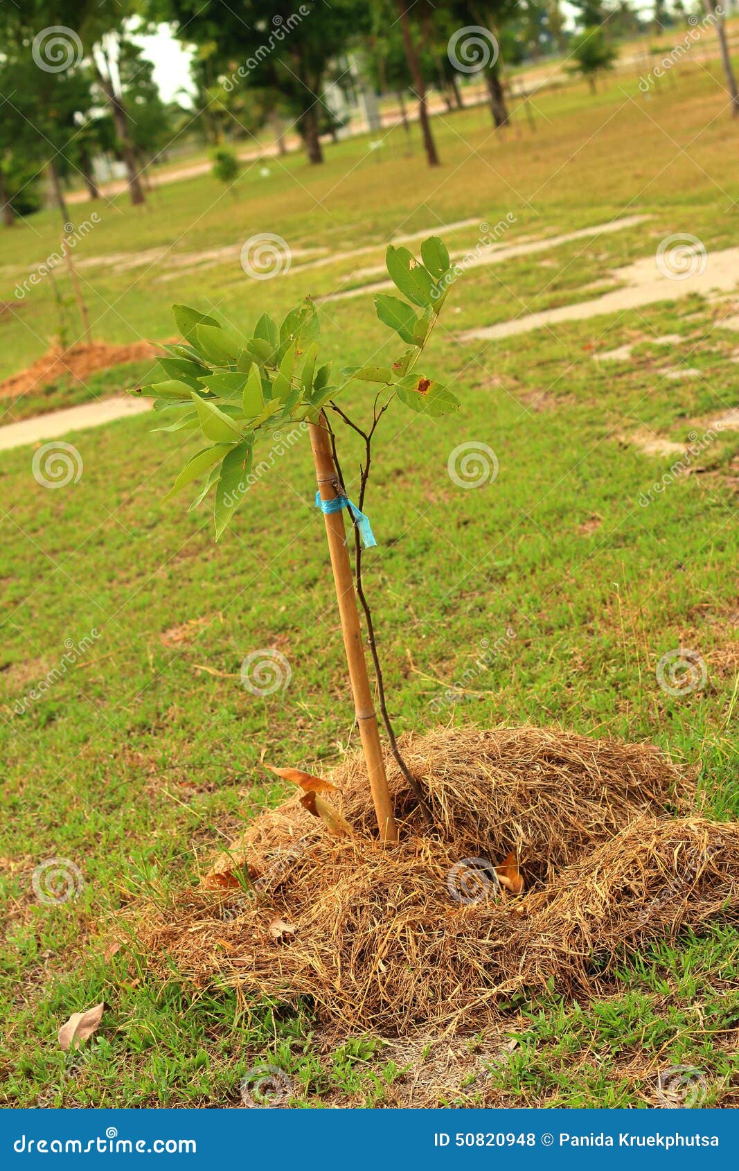 Germination is the New Life of Green Seedlings. Stock Photo - Image of ...