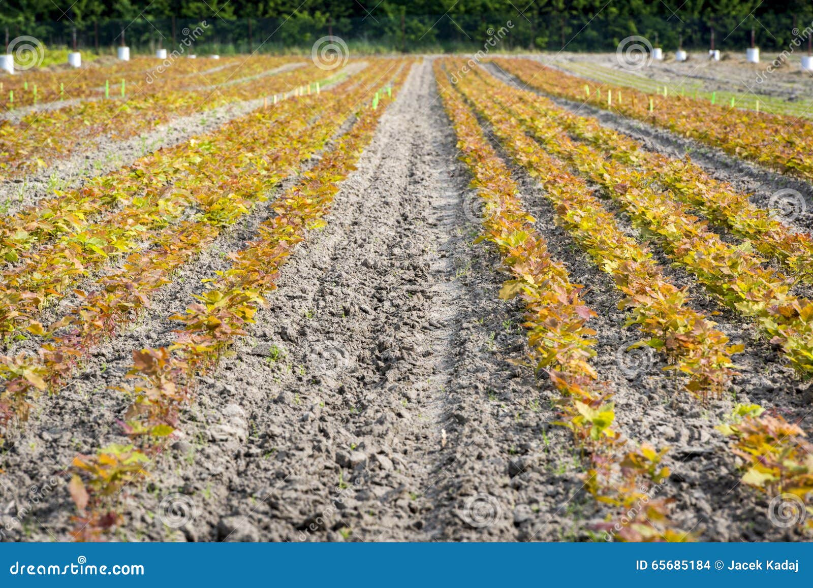 Germination of Oak Tree in the Field Stock Photo - Image of environment ...
