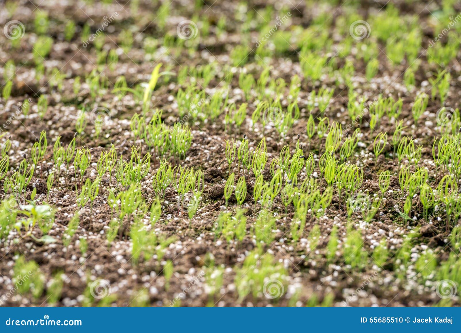 Germination of Pine in the Pine Nursery Stock Photo - Image of garden ...