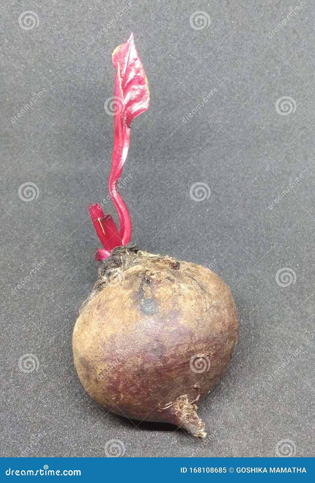Germination of a Plant from Beetroot Stock Image - Image of nature ...