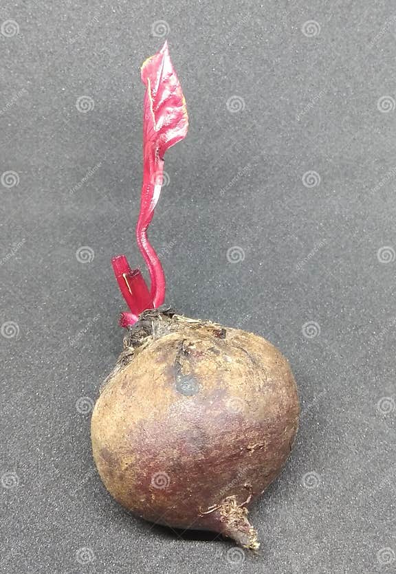 Germination of a Plant from Beetroot Stock Image - Image of nature ...