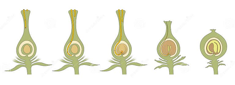 Germination of Pollen Grain. Plant Germ Development Stock Illustration ...