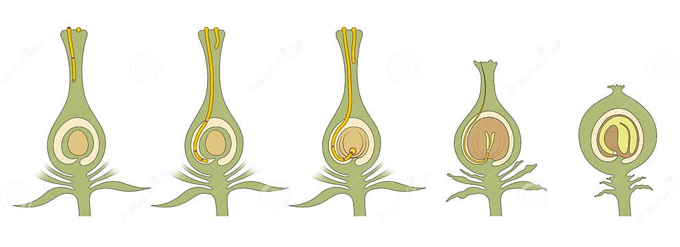 Germination of Pollen Grain. Plant Germ Development Stock Illustration ...