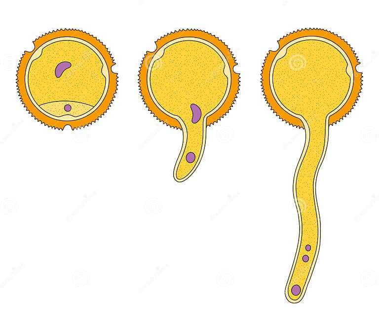 Germination of Pollen Grain. Plant Germ Development Stock Illustration ...