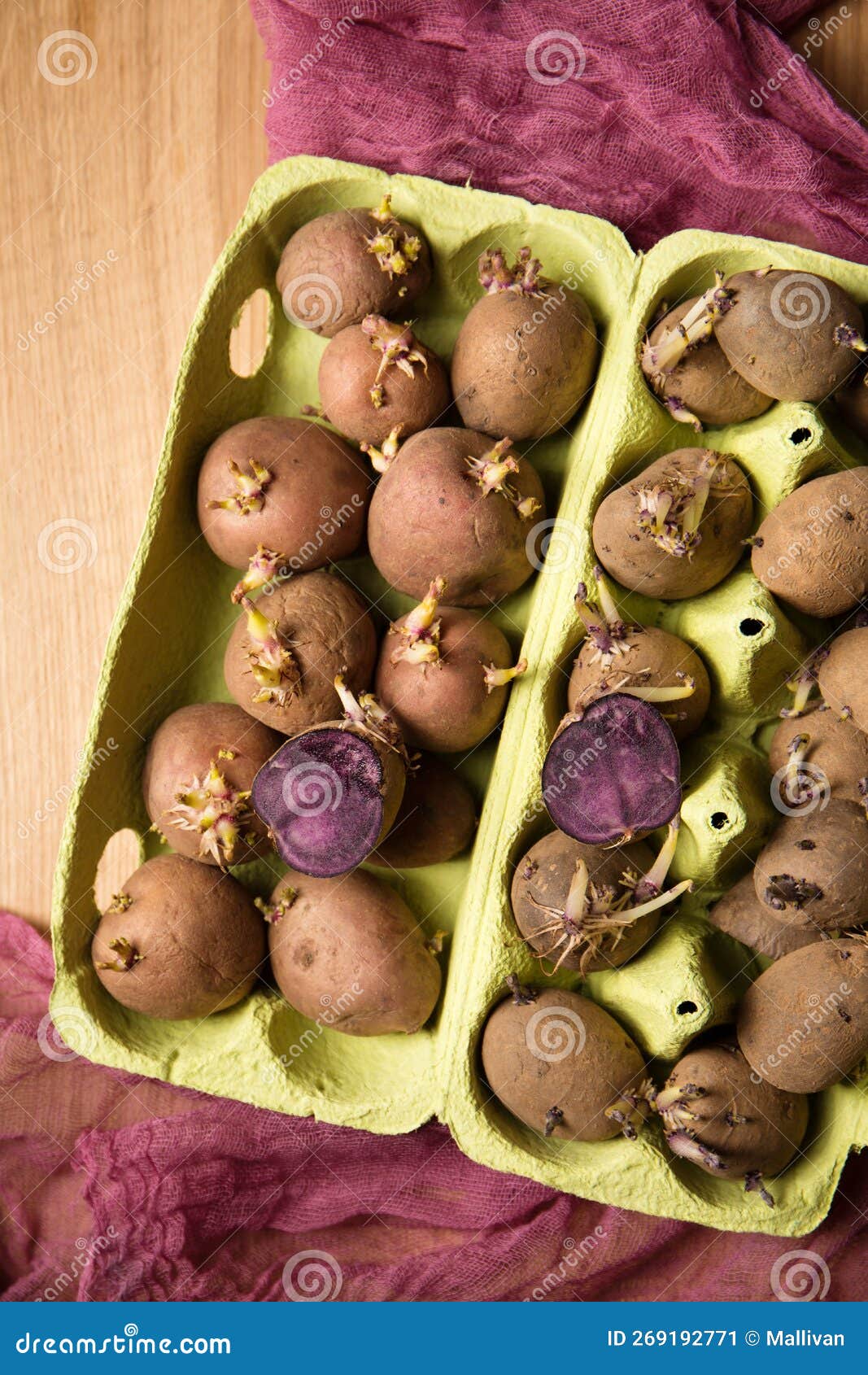 Germination of Potatoes, Top View Stock Image - Image of nature, spring ...