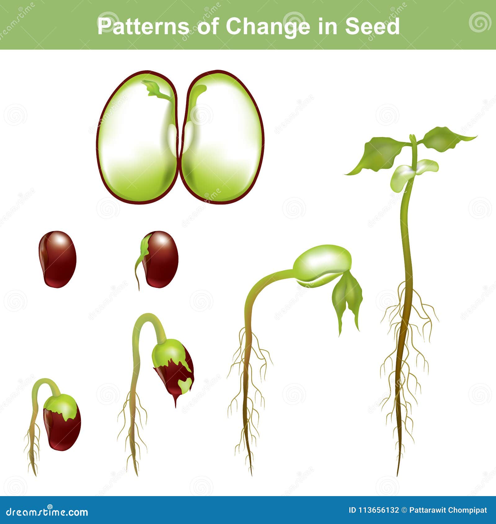 Seed Germination Vector Illustration | CartoonDealer.com #89479522