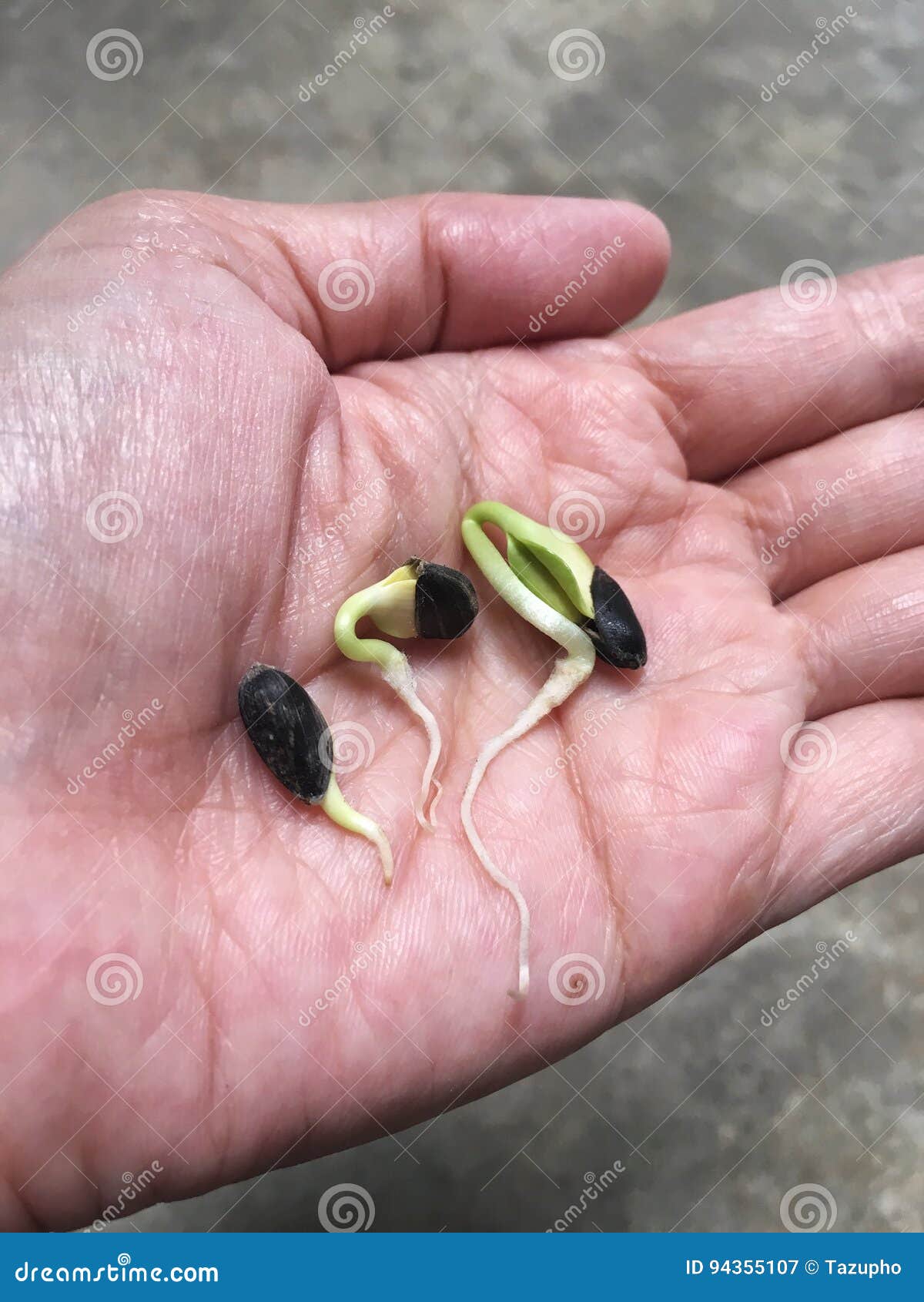 Germination of seed stock image. Image of agriculture - 94355107