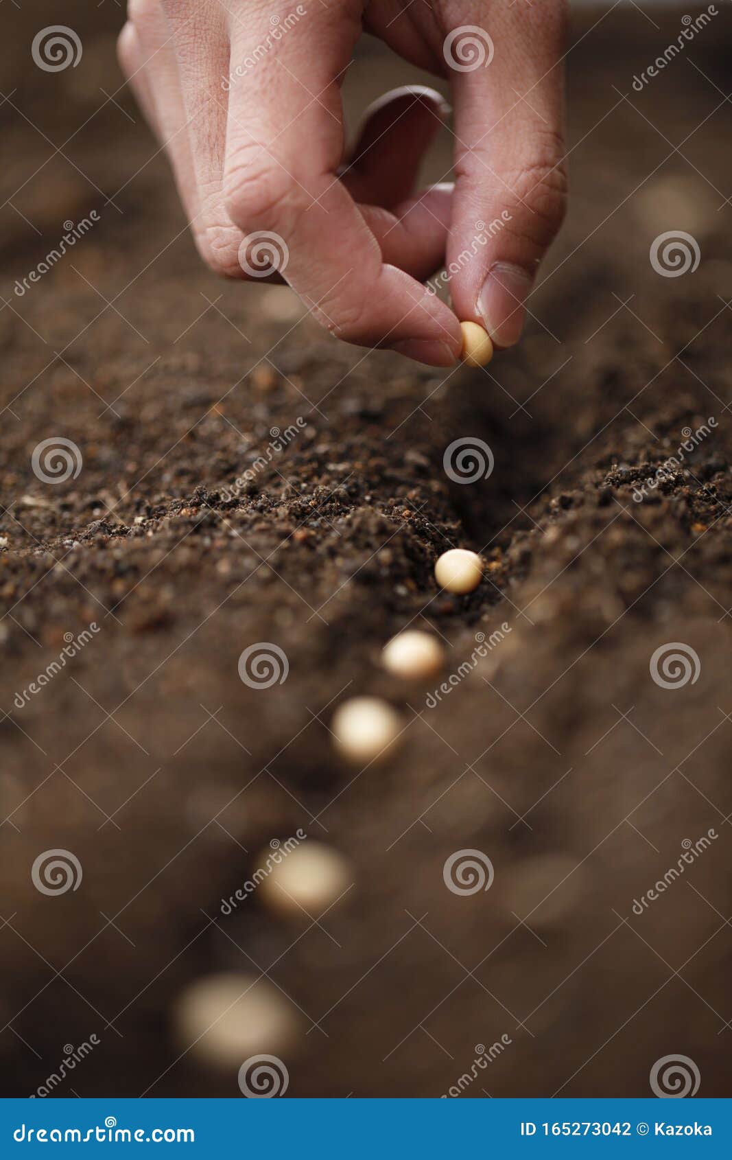 Germination, Seeds, Sowing at Hand Stock Photo - Image of preparation ...