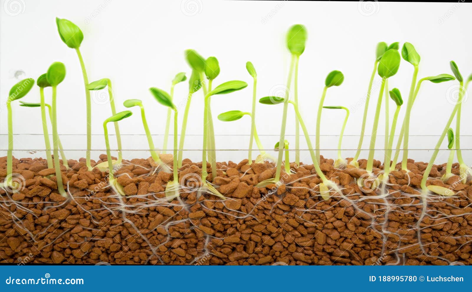 Germination of Seeds in Hydroponics. Aerial Elevation and Root System ...