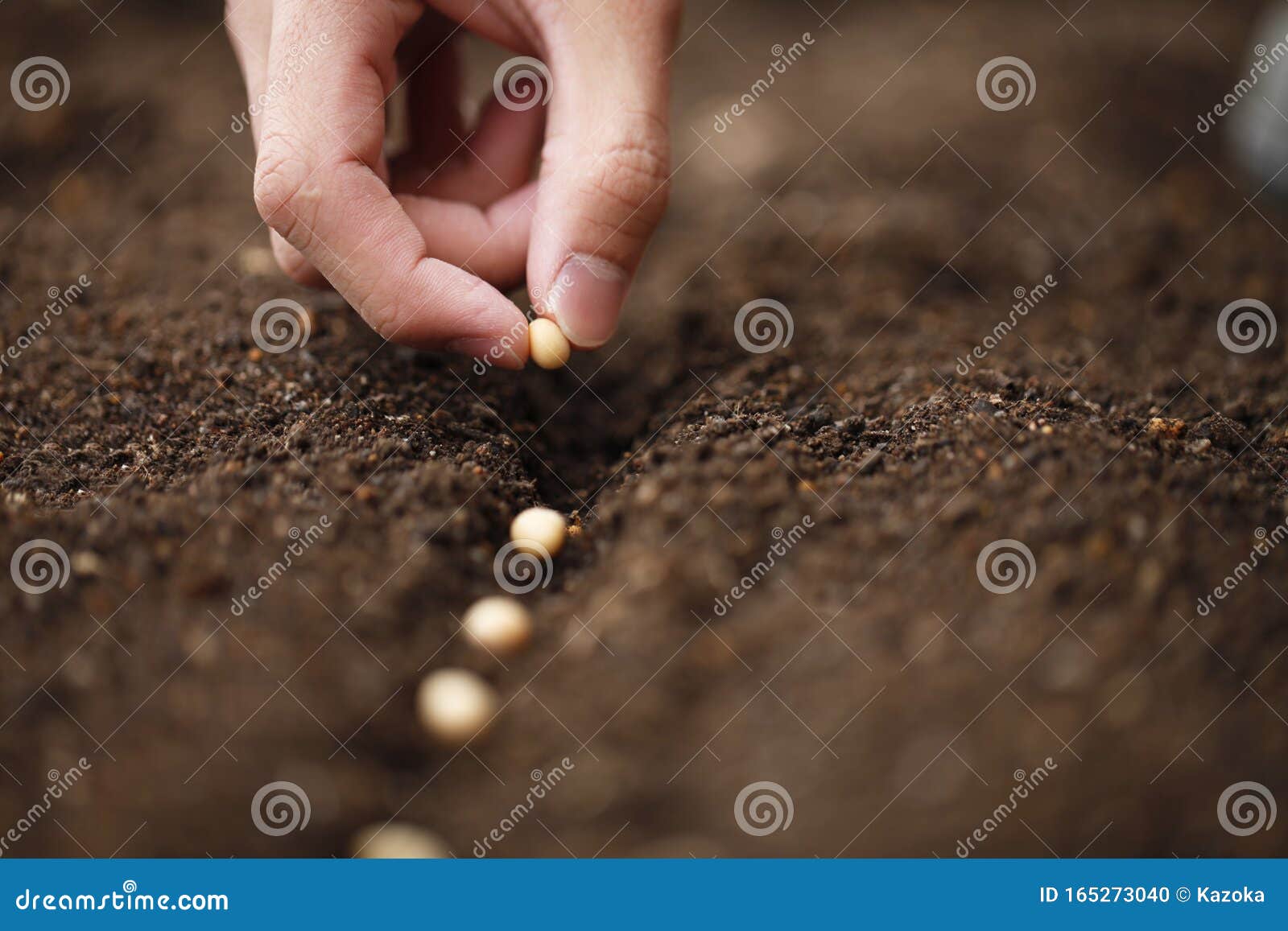 Germination, Seeds, Sowing at Hand Stock Photo - Image of bracken ...