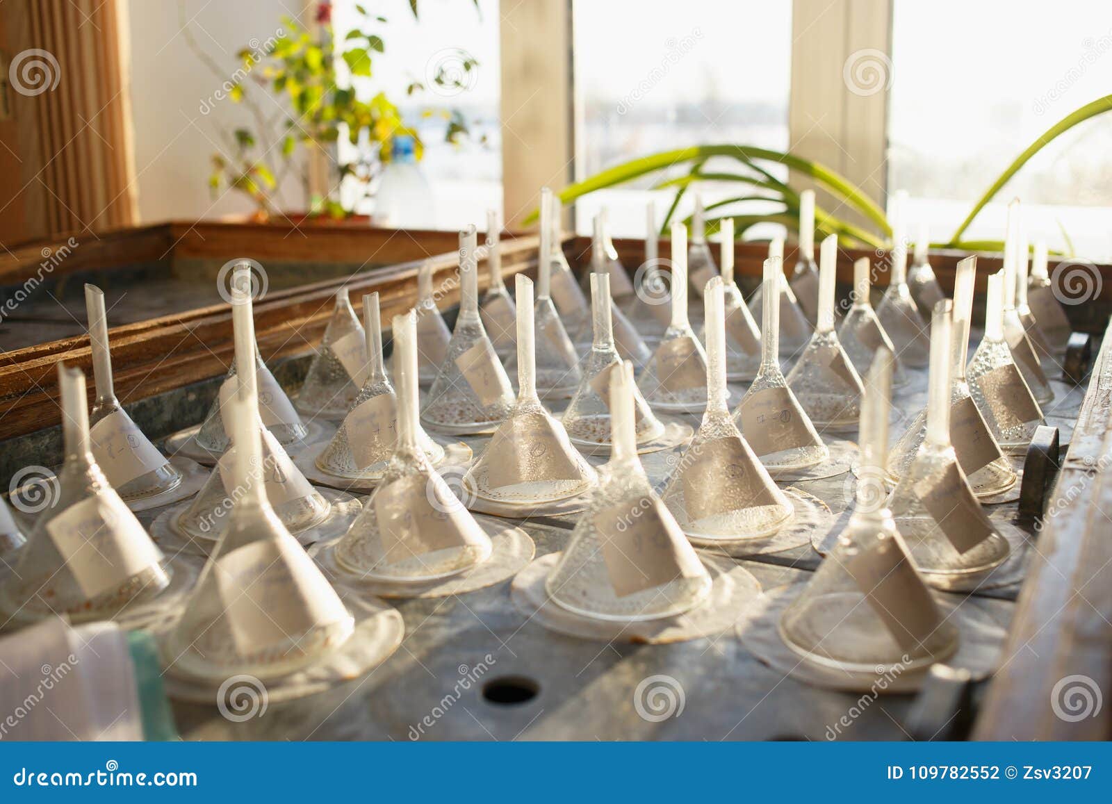 Germination Table with Seeds in Filter Funnels Stock Photo - Image of ...