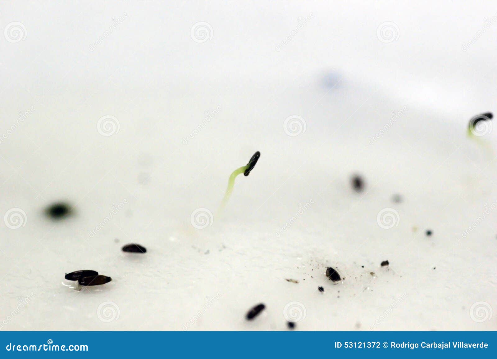 Test The Germination Of Corn Seeds Stock Image | CartoonDealer.com ...