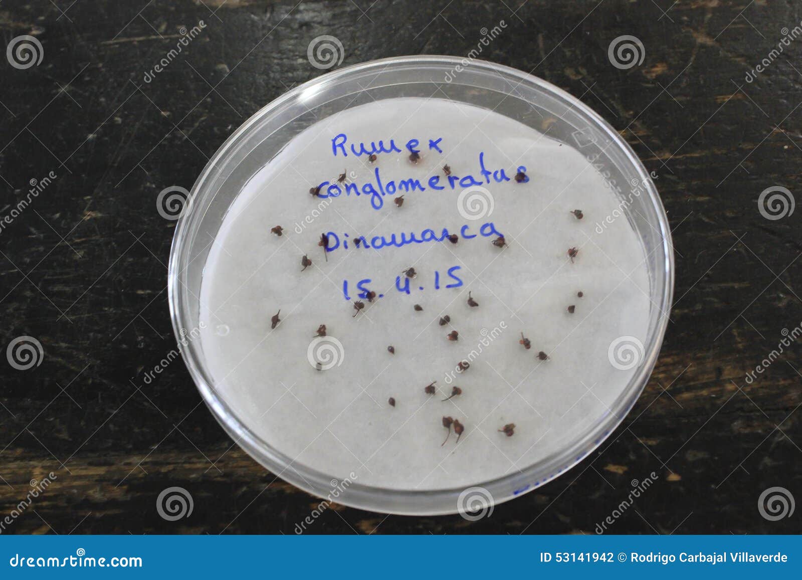 Test The Germination Of Corn Seeds Stock Image | CartoonDealer.com ...