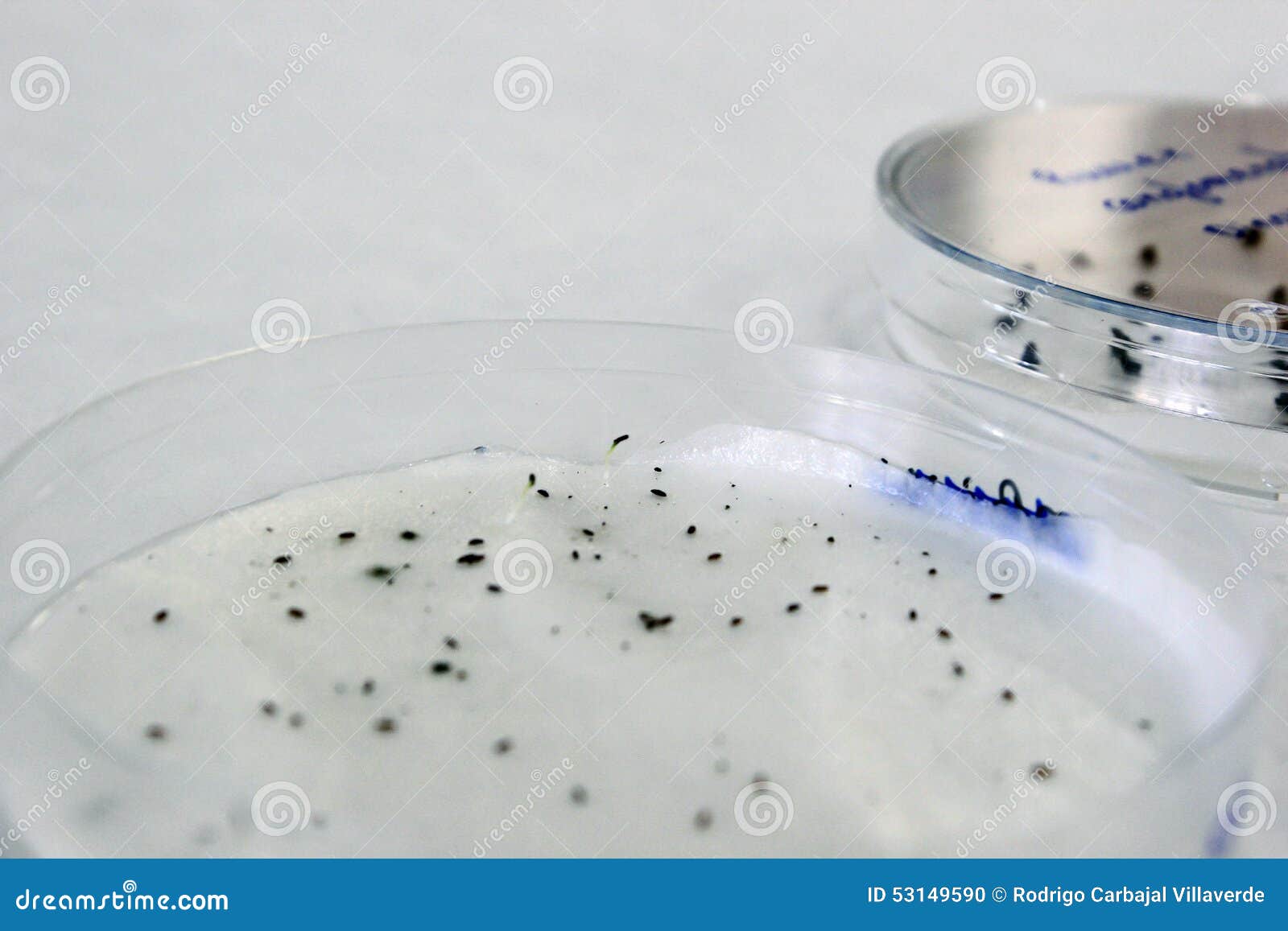 Test The Germination Of Corn Seeds Stock Image | CartoonDealer.com ...