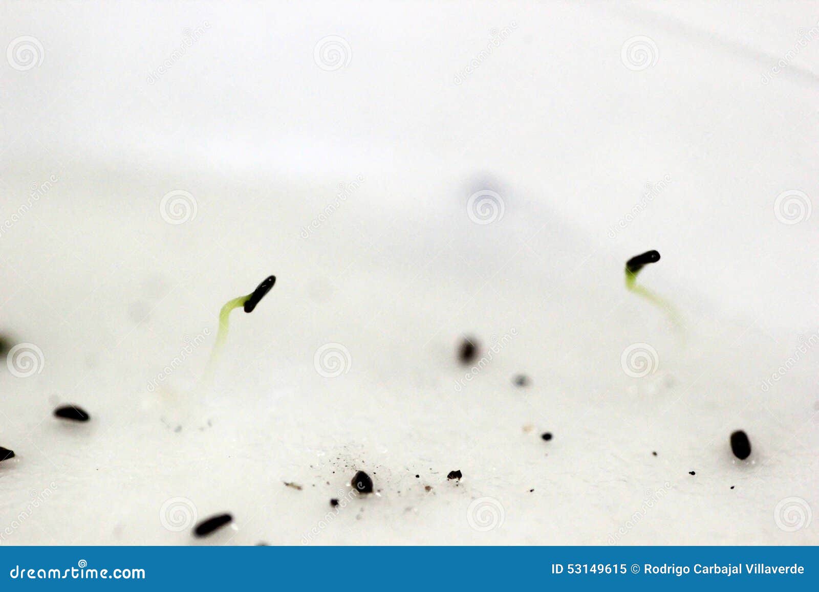 Test The Germination Of Corn Seeds Stock Image | CartoonDealer.com ...