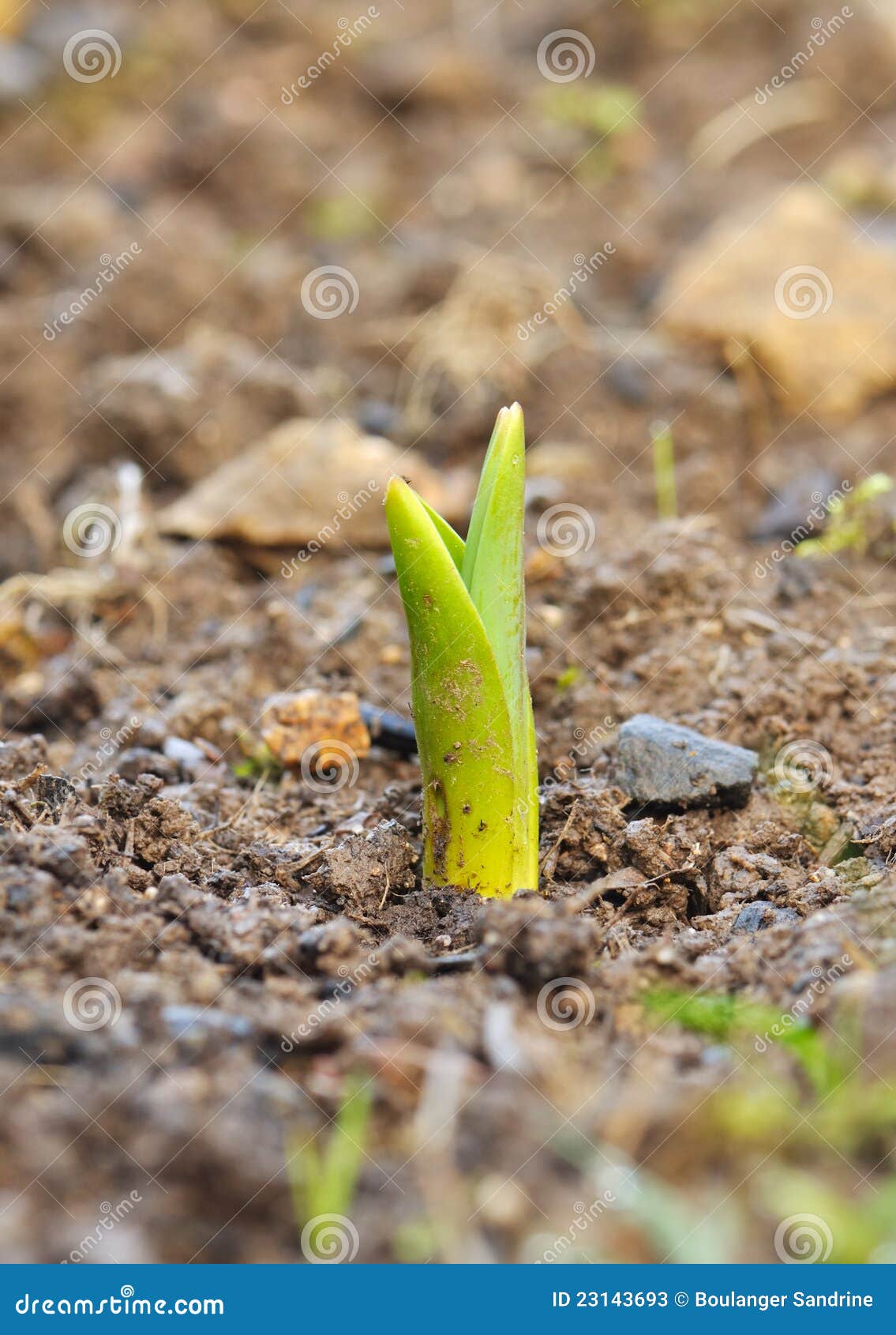 Germination of a tulip stock image. Image of sprouting - 23143693