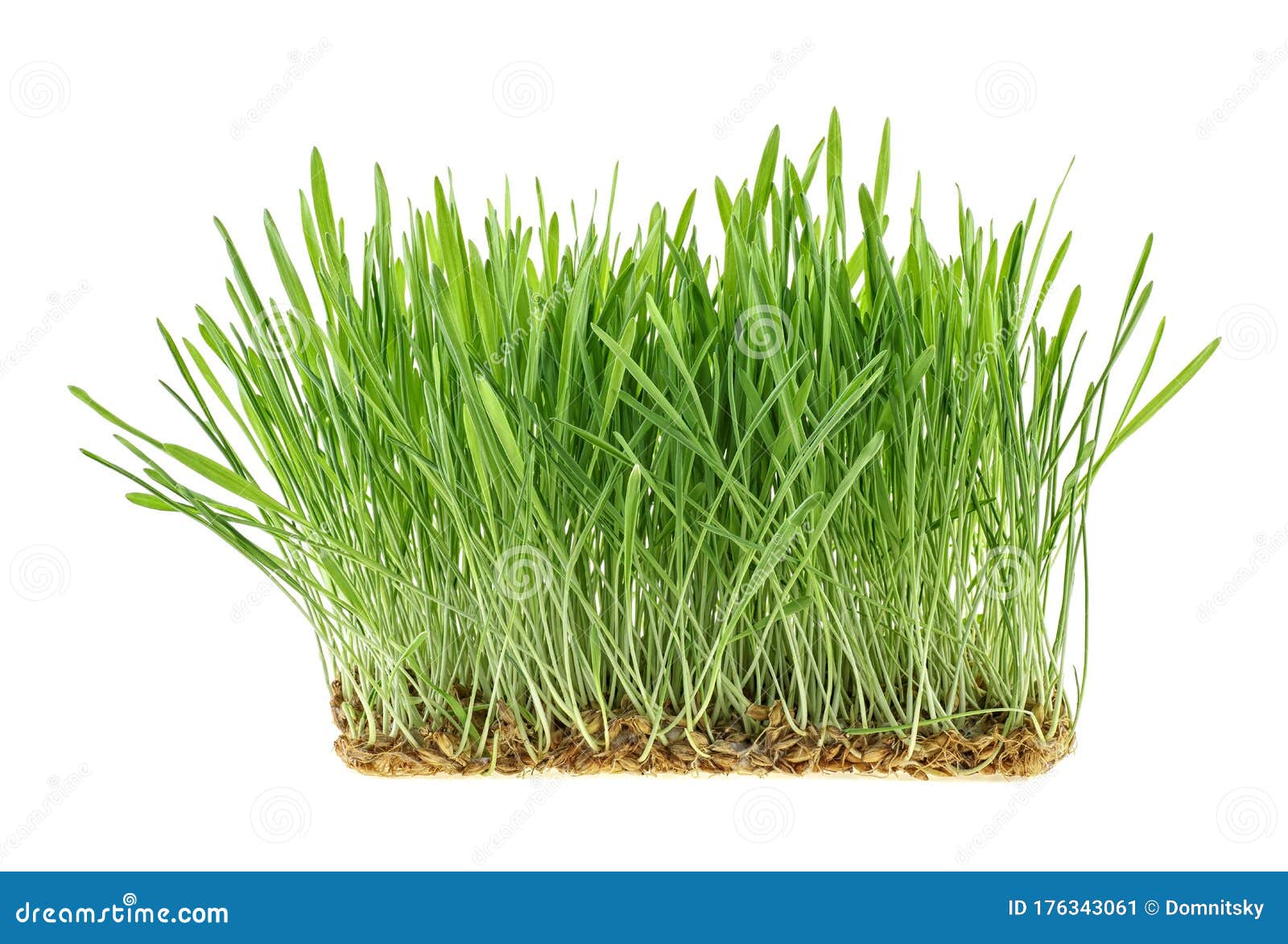 Germination of Wheat Isolated on White Background Stock Image - Image ...