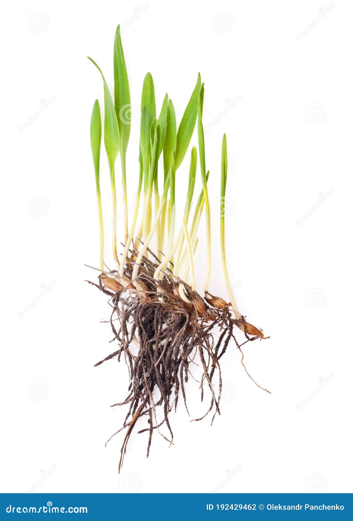 Germination of Wheat Seeds. Green Plants of Wheat Isolated on White ...