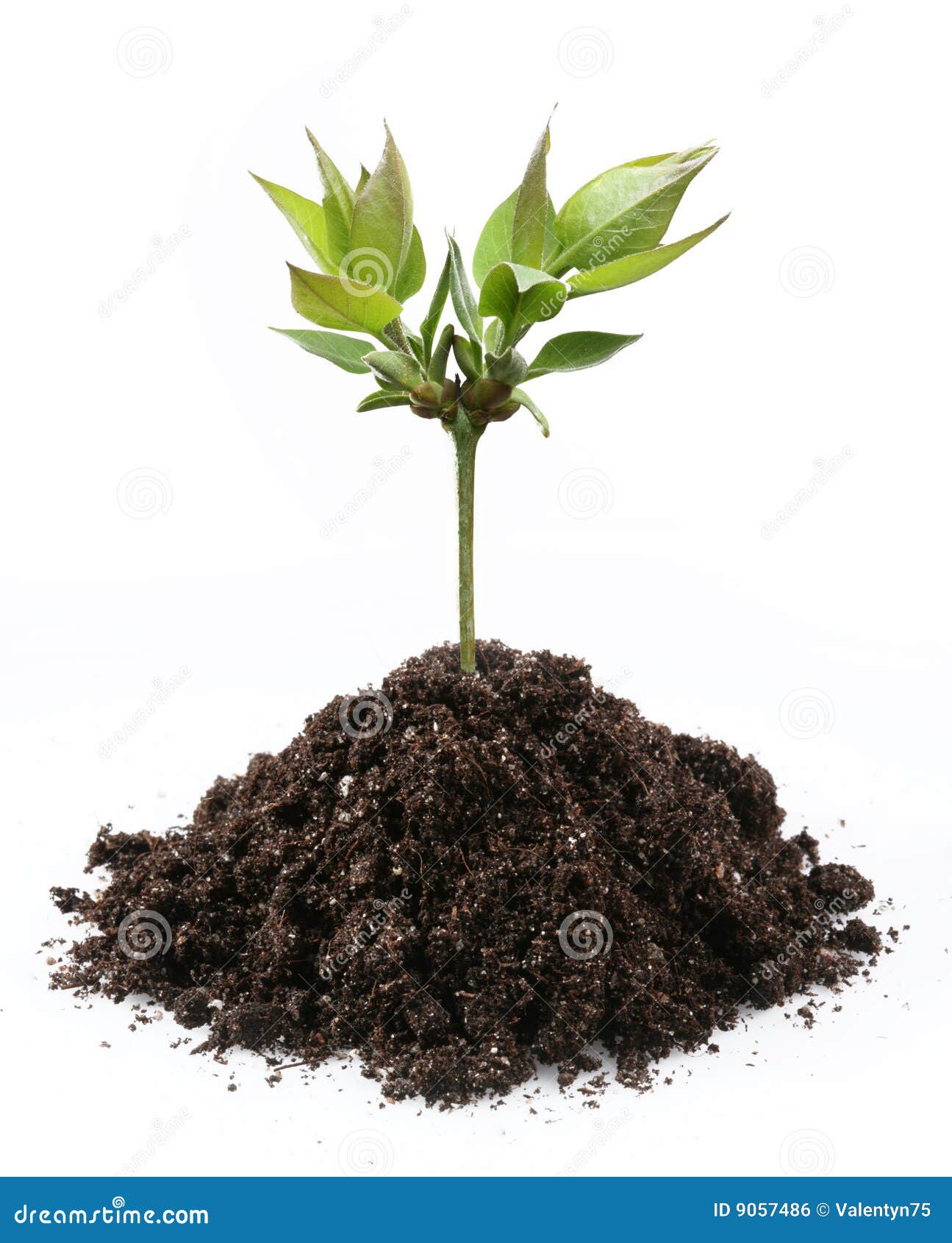 Germine da terra foto de stock. Imagem de isolado, semente - 9057486